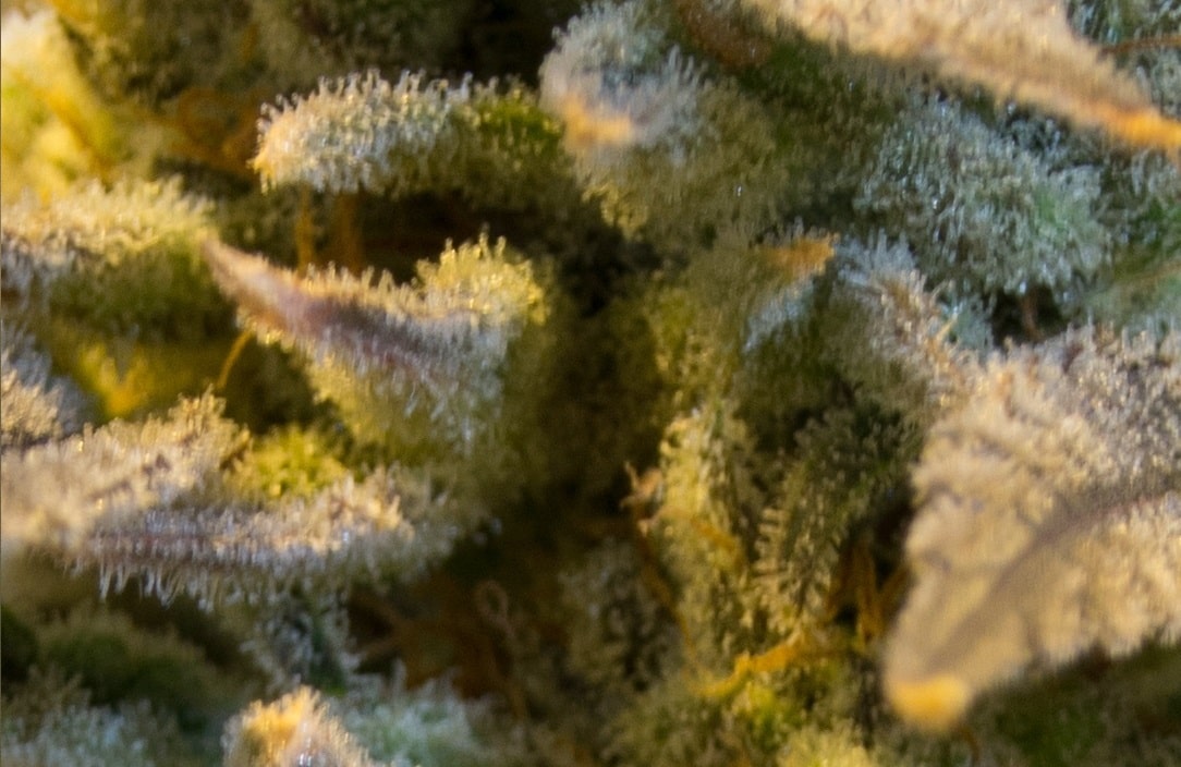 גבינה כחולה - Blue Cheese • Weedme 🍀